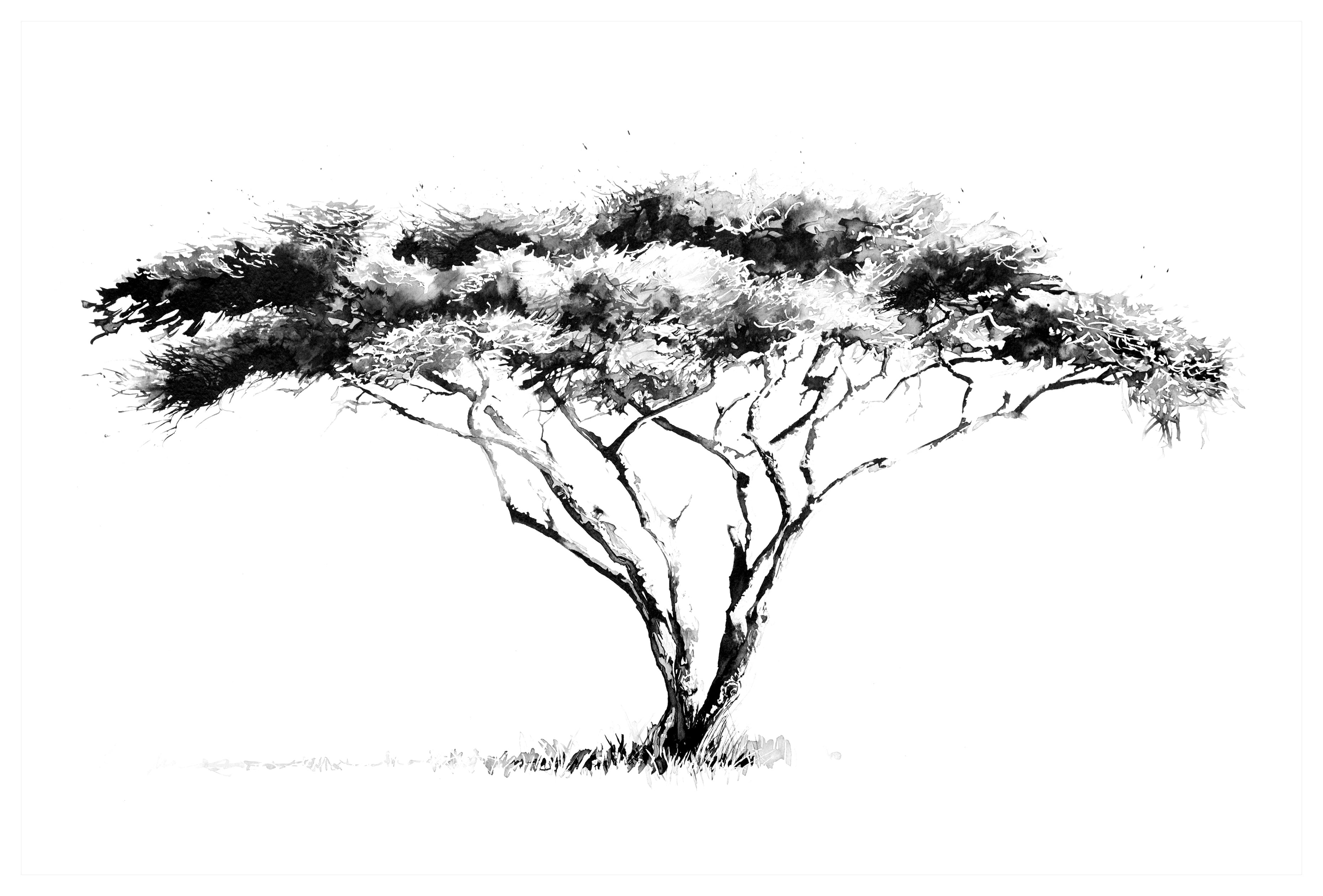 acacia tree | indian ink – KimKay