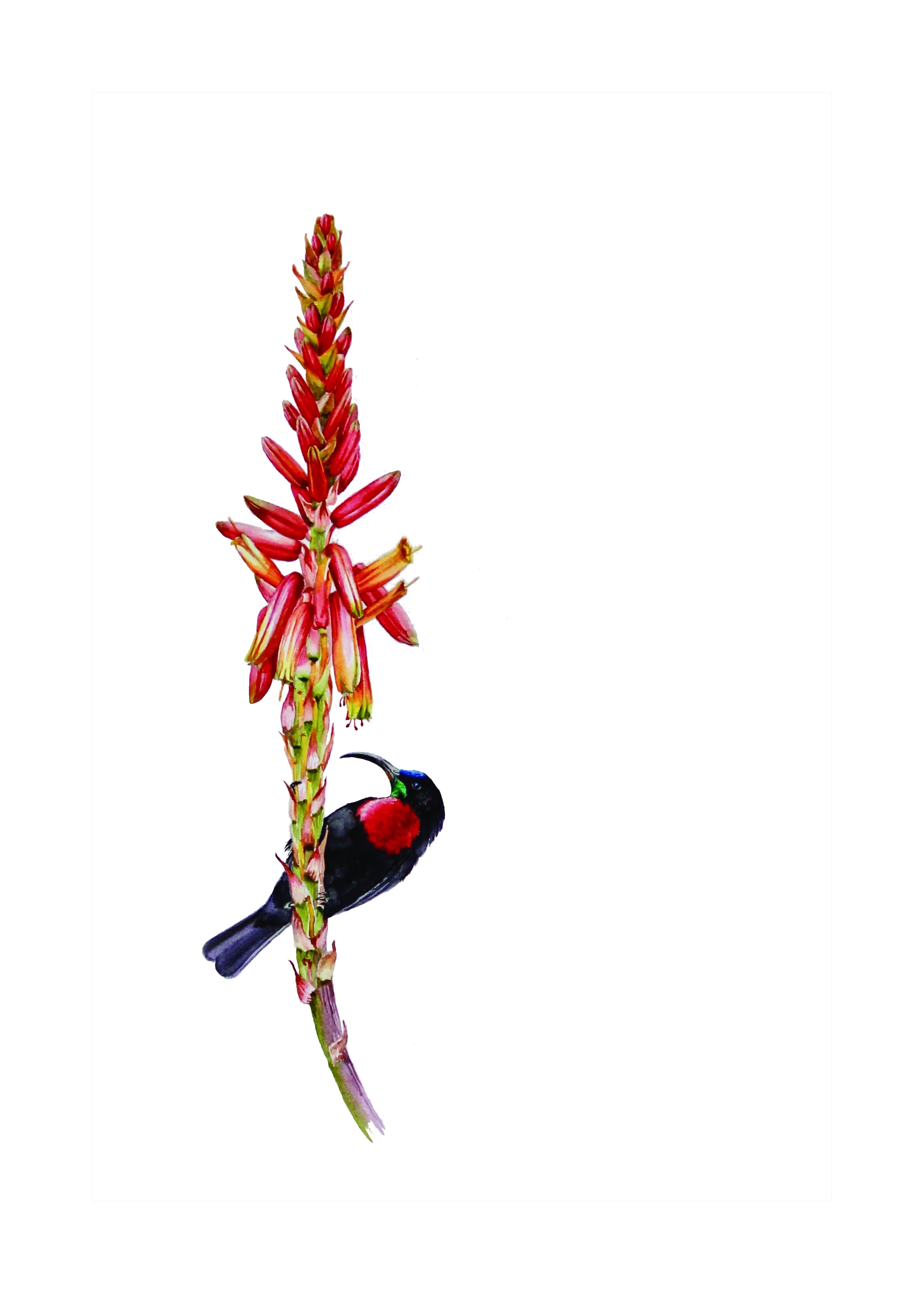 scarlet chested sunbird | watercolour – KimKay
